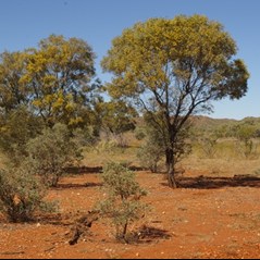 Acacia cambagei