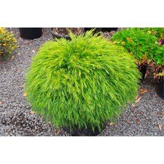 Acacia cognata 'Bower Beauty'