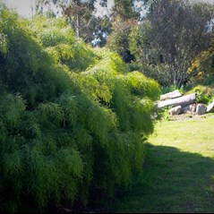 Acacia cognata 'River Cascade'