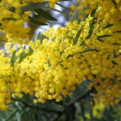 Acacia covenyi