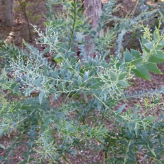 Acacia cultriformis