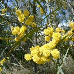 Acacia hakeoides