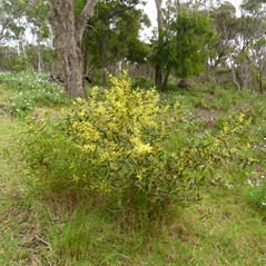 Acacia longifolia ssp. Longifolia