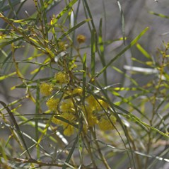 Acacia microcarpa