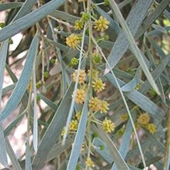 Acacia pendula