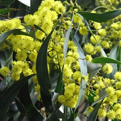 Acacia pycnantha