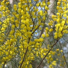 Acacia rigens