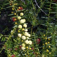 Acacia rupicola
