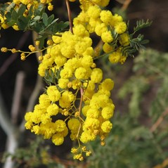 Acacia spectabilis