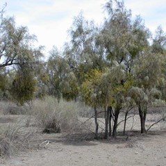 Acacia stenophylla