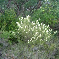 Acacia suaveolens