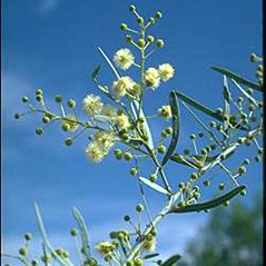 Acacia victoriae spp. victoriae