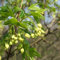 Acer monspessulanum