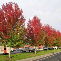 Acer x freemanii 'Jeffersred'