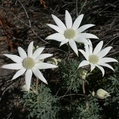 Actinotus helianthi 'Federation Stars'