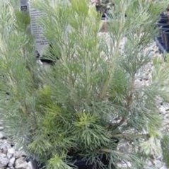Adenanthos 'Silver Silk'