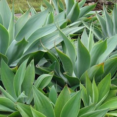 Agave attenuata