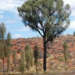 Allocasuarina decaisneana