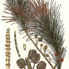 Allocasuarina pusilla