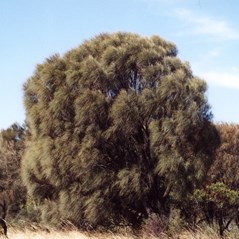 Allocasuarina verticillata