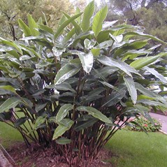 Alpinia zerumbet