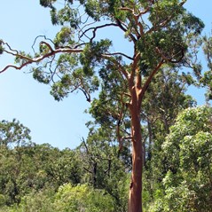 Angophora costata