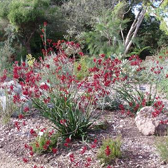 Anigozanthos 'Big Red'
