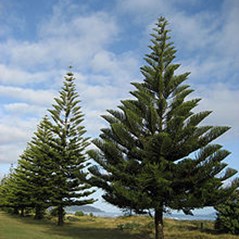 Araucaria heterophylla