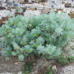 Artemisia arborescens