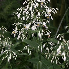 Arthropodium fimbriatum