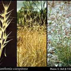 Austrodanthonia caespitosa