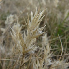 Austrodanthonia carphoides