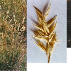 Austrodanthonia eriantha