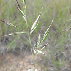 Austrodanthonia fulva