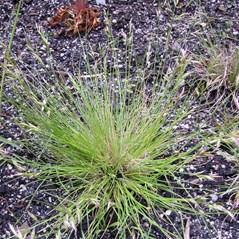 Austrodanthonia geniculata