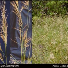 Austrostipa flavescens
