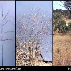 Austrostipa eremophila