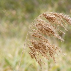 Austrostipa nodosa