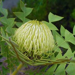 Banksia baxteri