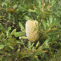 Banksia ornata