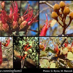 Bauhinia cunninghamii