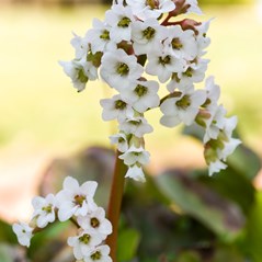 Bergenia x stracheyi 'Bressingham White'