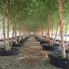 Betula nigra 'Dura Heat'