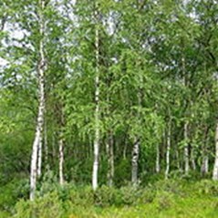 Betula pendula