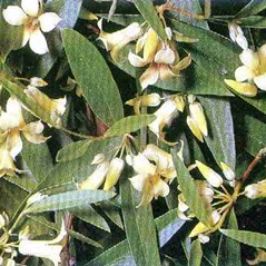 Billardiera cymosa
