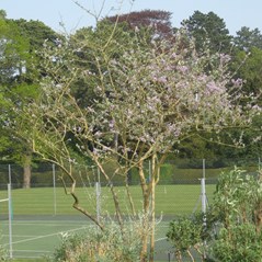 Buddleja crispa
