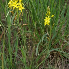 Bulbine bulbosa