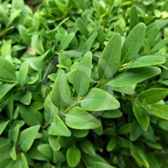 Buxus sempervirens 'Suffruticosa'