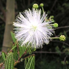 Calliandra portoricensis