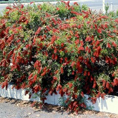Callistemon 'Captain Cook’